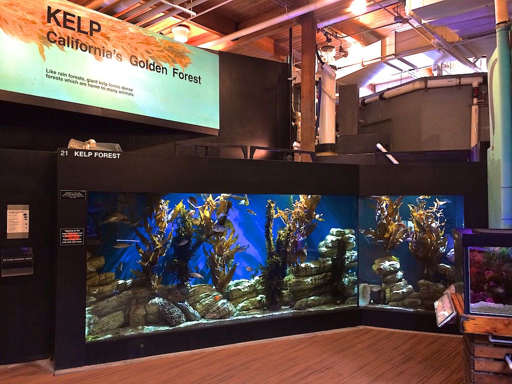Aquarium Exhibits Info | Cabrillo Marine Aquarium - San Pedro, California